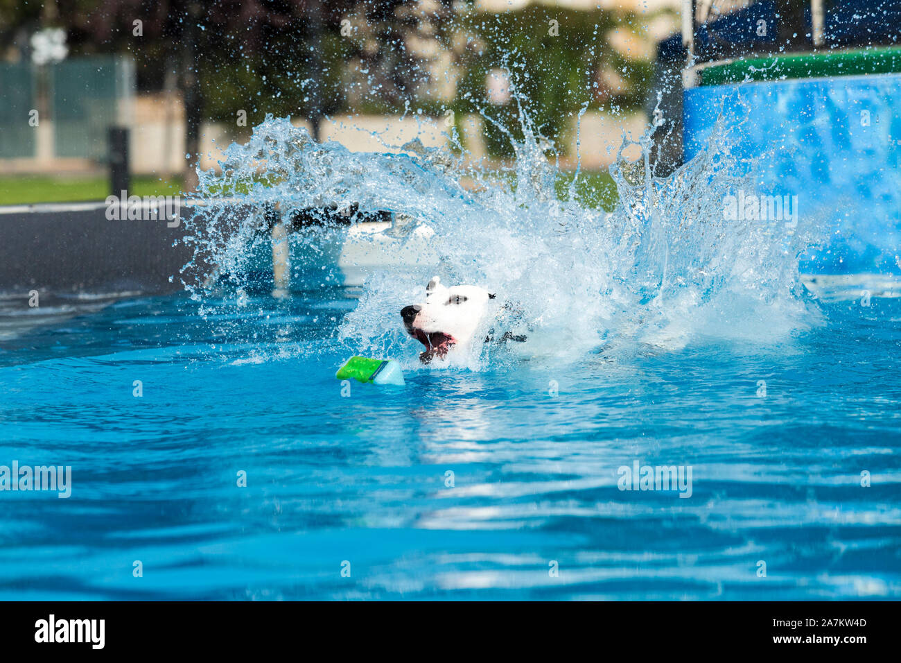 Dog making a big splash jumping in pool to retrieve ball Stock Photo ...