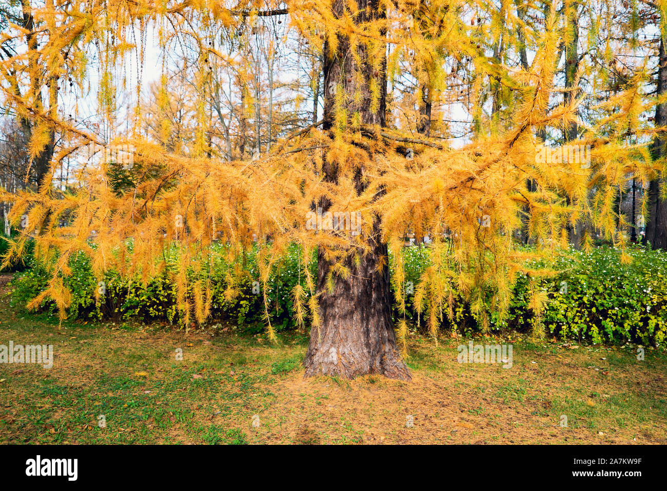 Bright yellow larch trees hi-res stock photography and images - Alamy