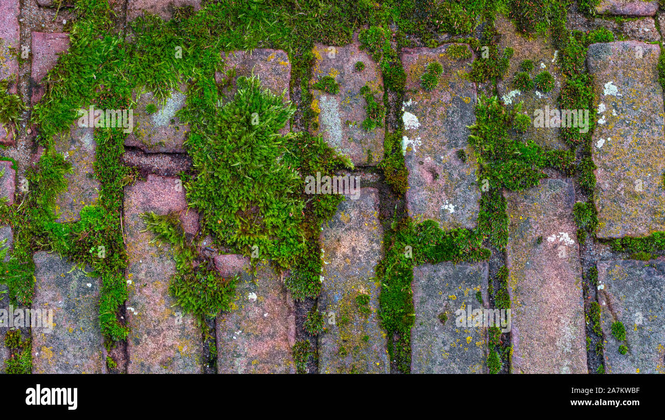 Bricks and brickwork walls. Moss on the wall of an old castle Stock ...