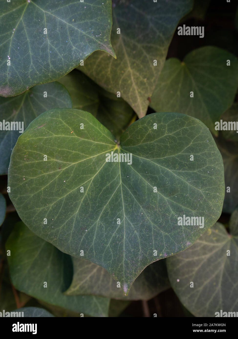 Isolated heart shaped ivy leaf Stock Photo - Alamy