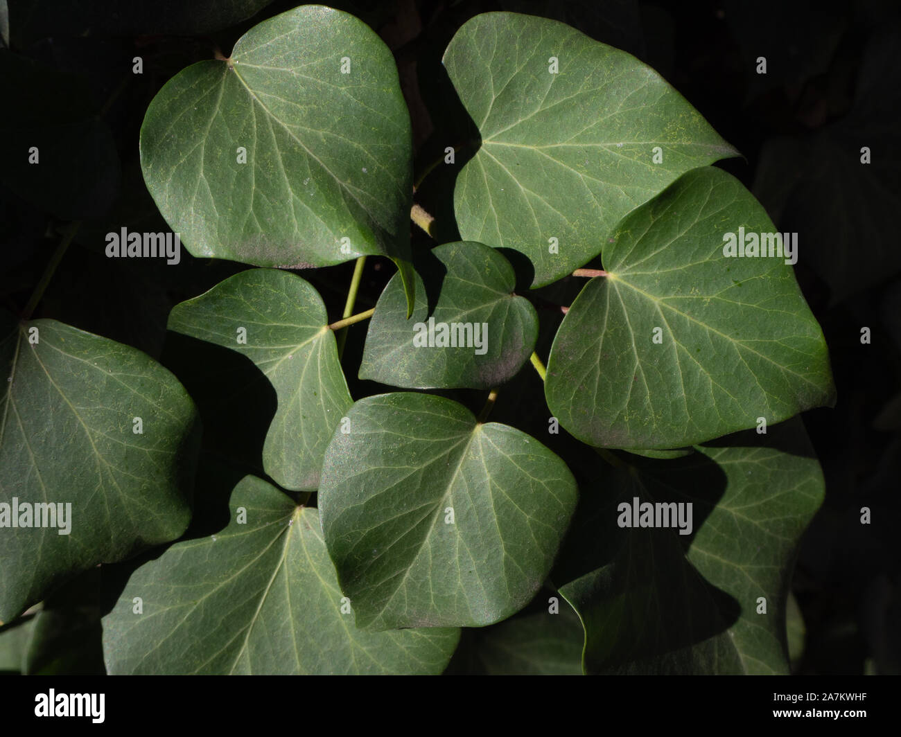 Branch of ivy hi-res stock photography and images - Alamy