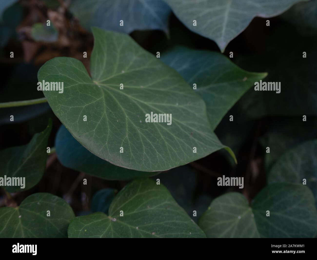 Heart shaped ivy hi-res stock photography and images - Alamy
