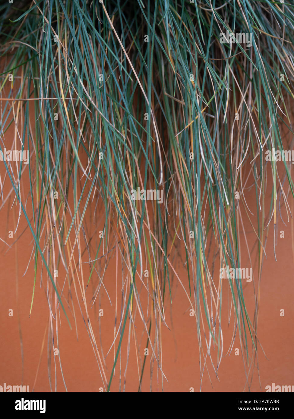 Festuca Glauca Pot High Resolution Stock Photography and Images - Alamy