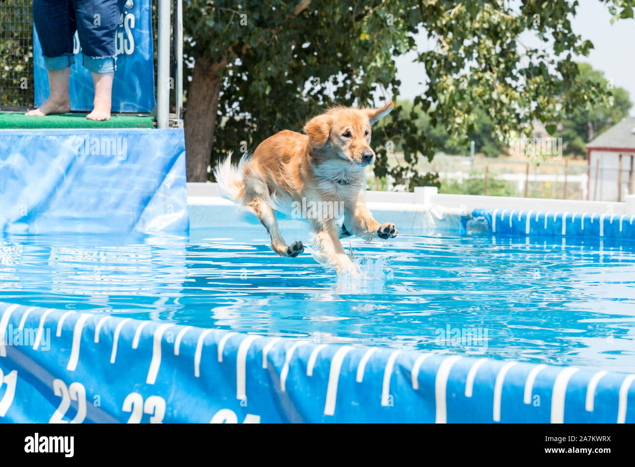 Labrador retrieving bumper hi-res stock photography and images - Alamy