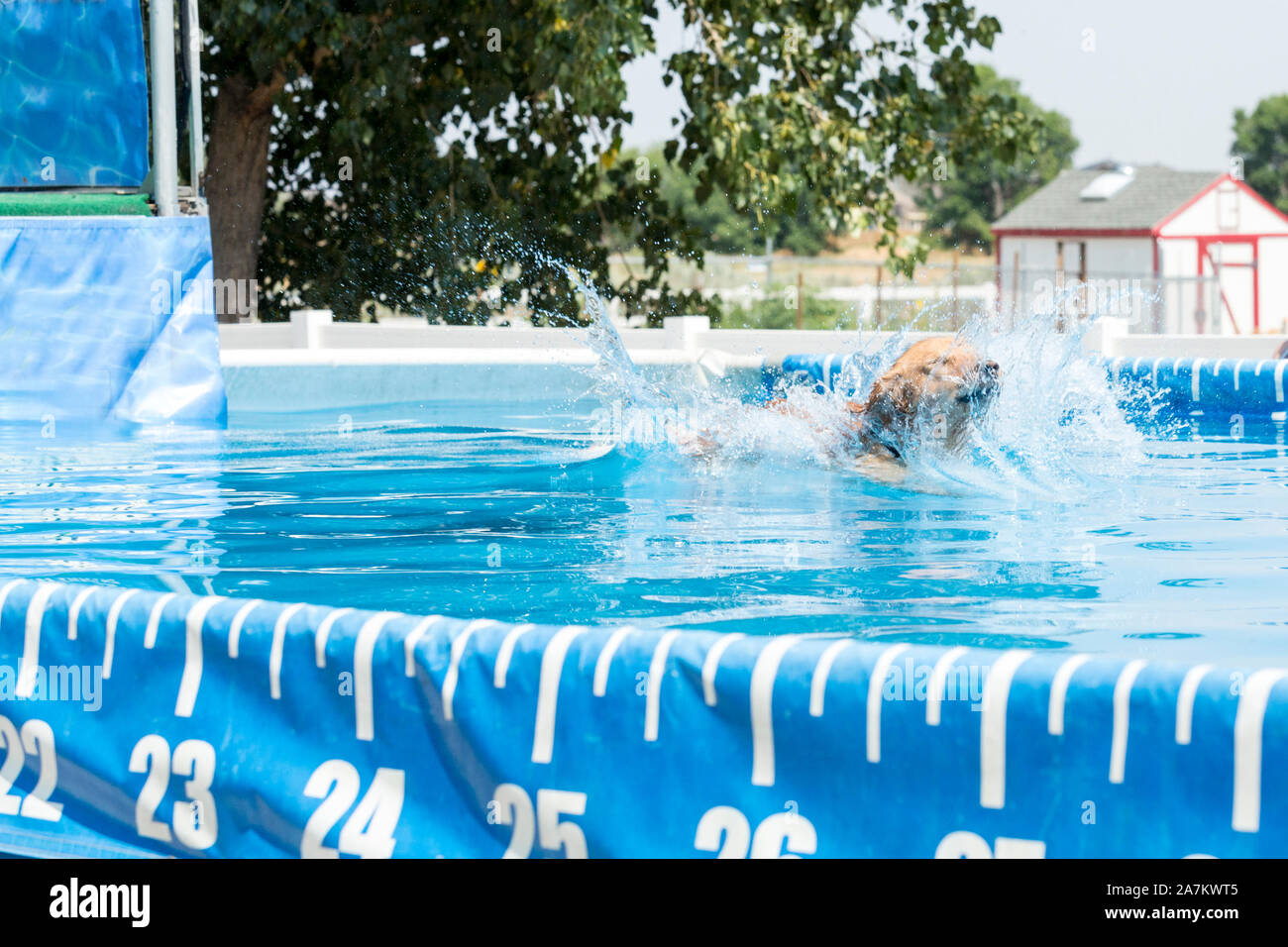 Dog making a big splash jumping in pool to retrieve ball Stock Photo ...