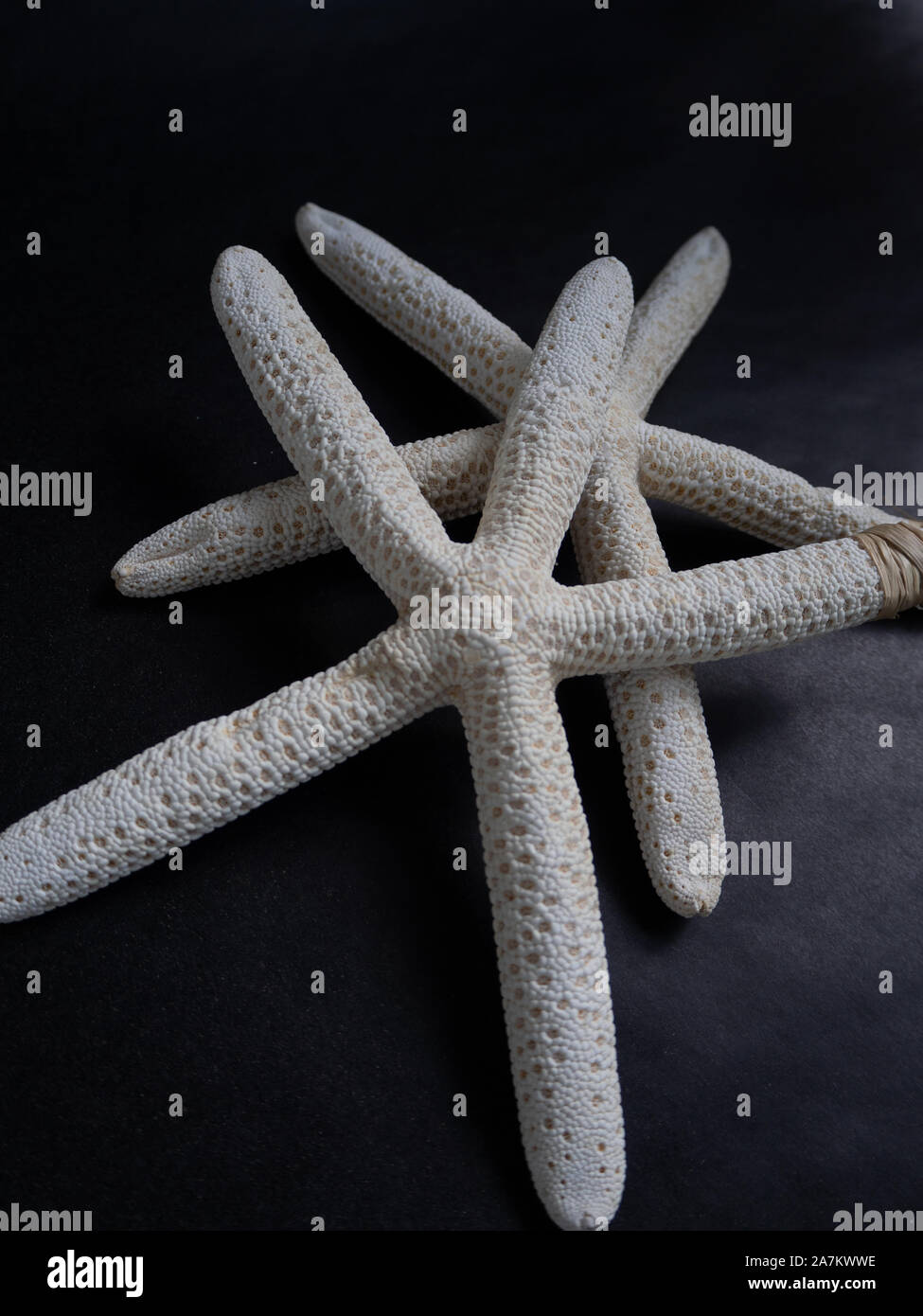 Dried starfish hi-res stock photography and images - Alamy