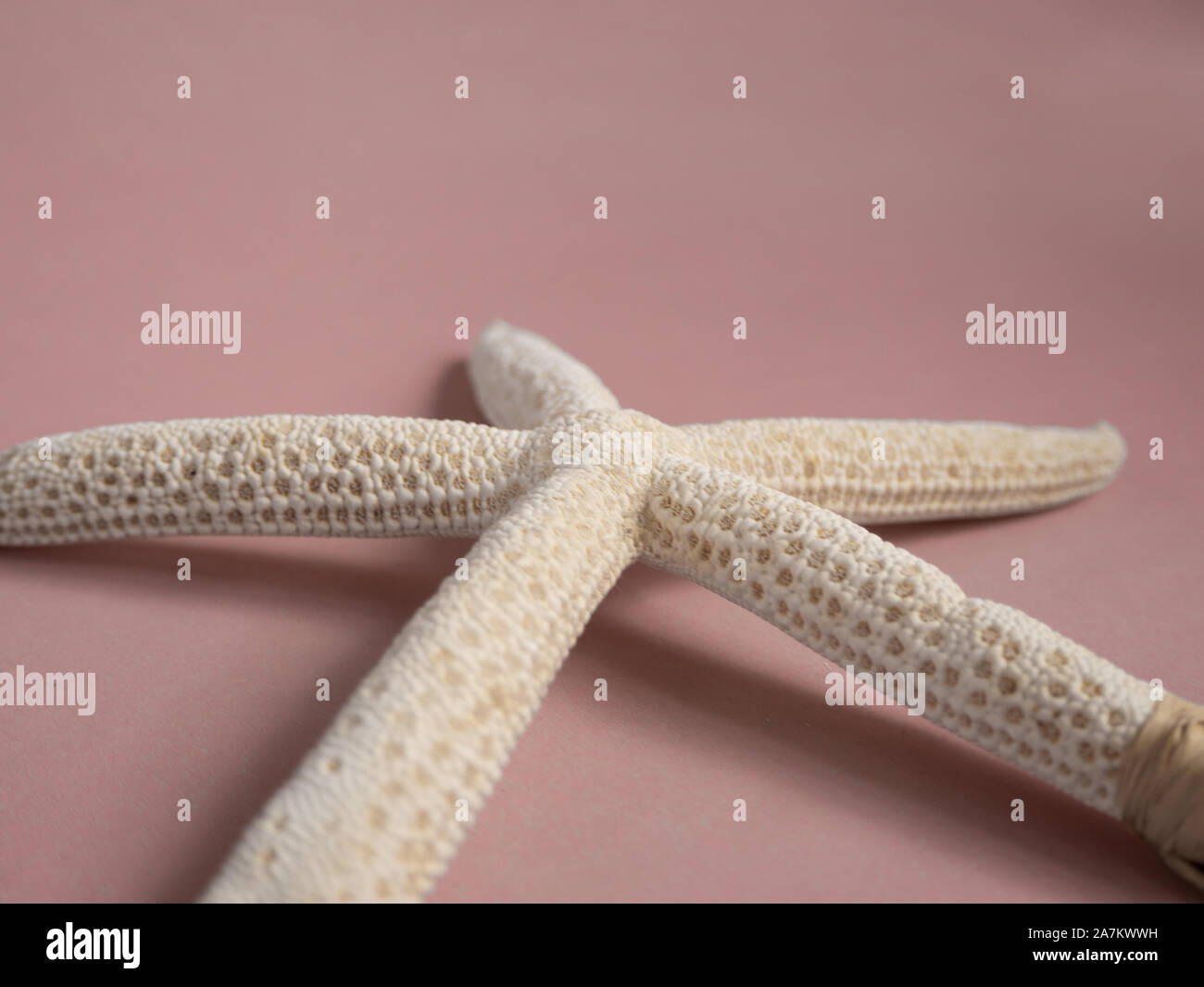 Dried starfish on light pink background Stock Photo - Alamy
