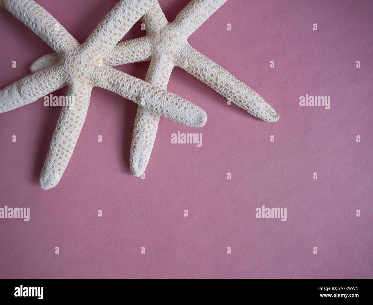 Dried starfish hi-res stock photography and images - Alamy