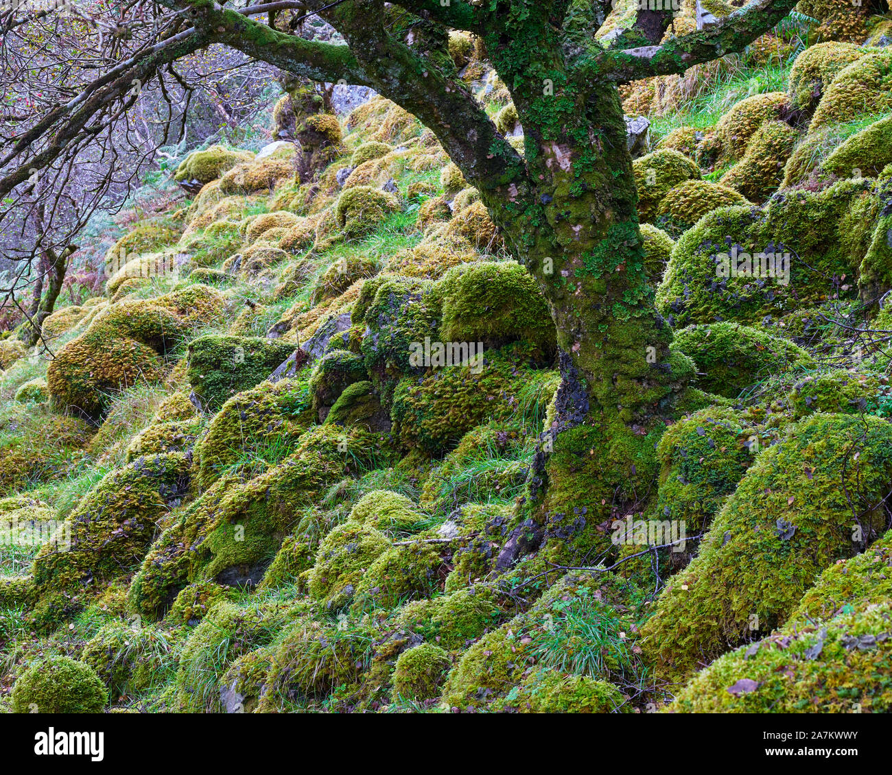 Moss covered boulders and tree trunk in native woodland, Assynt ...