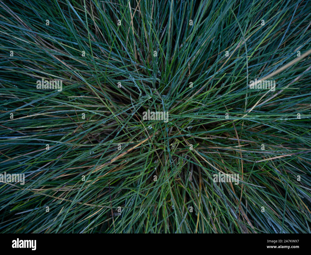Festuca glauca, a colorful ornamental grass Stock Photo - Alamy