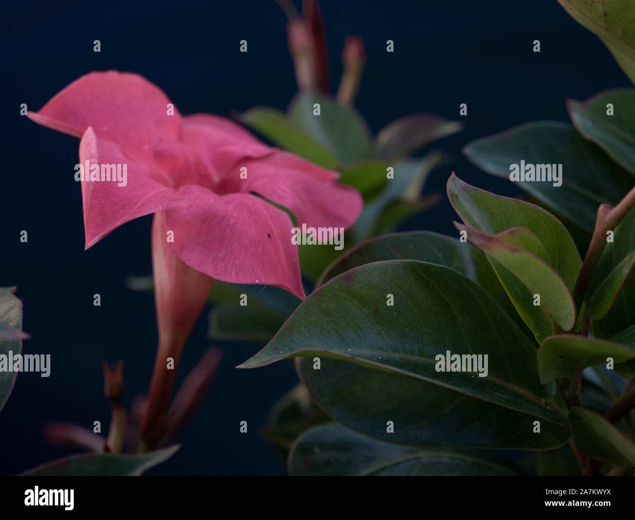 Dipladenia hi-res stock photography and images - Alamy
