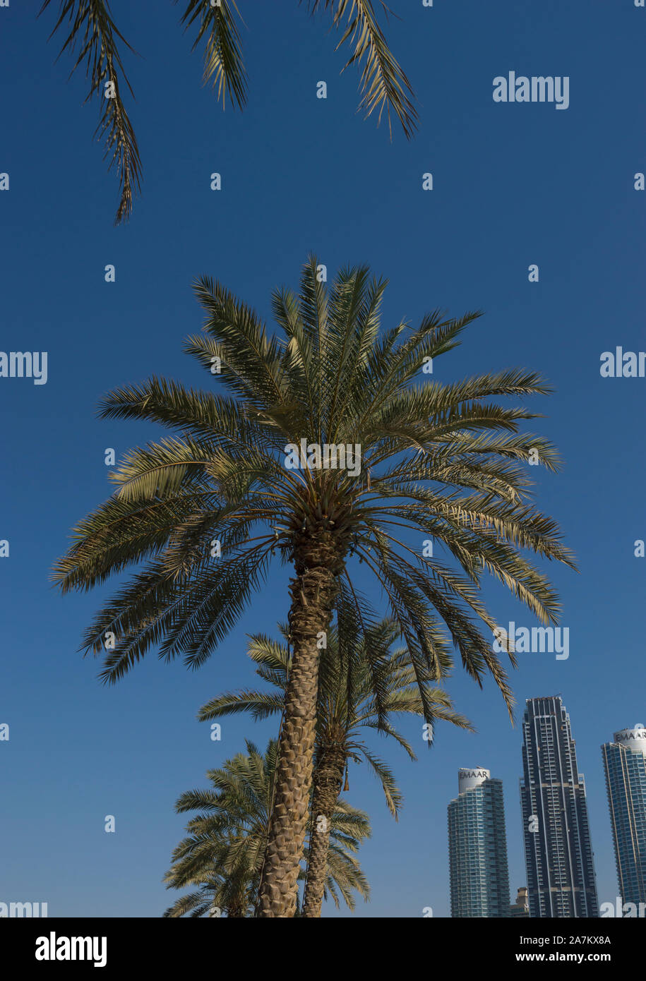 Palm tree uae hi-res stock photography and images - Alamy
