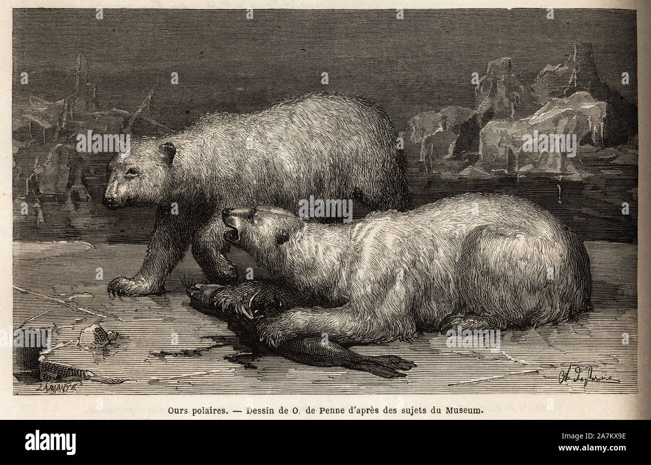 Ours polaires sur la banquise, devorant un phoque qu'ils viennent d ...