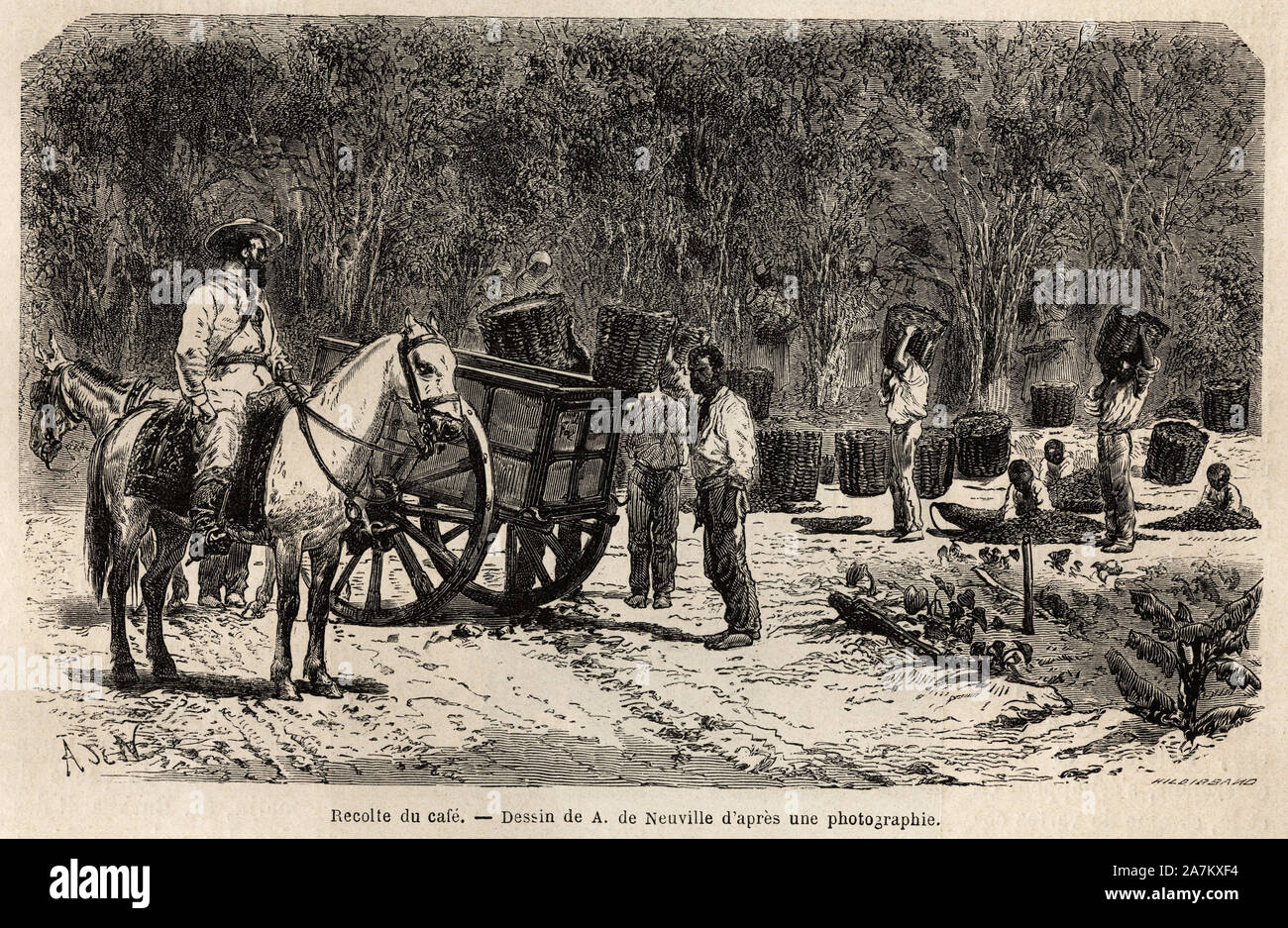 La recolte du cafe, les hommes recoltent et transportent les lourds ...