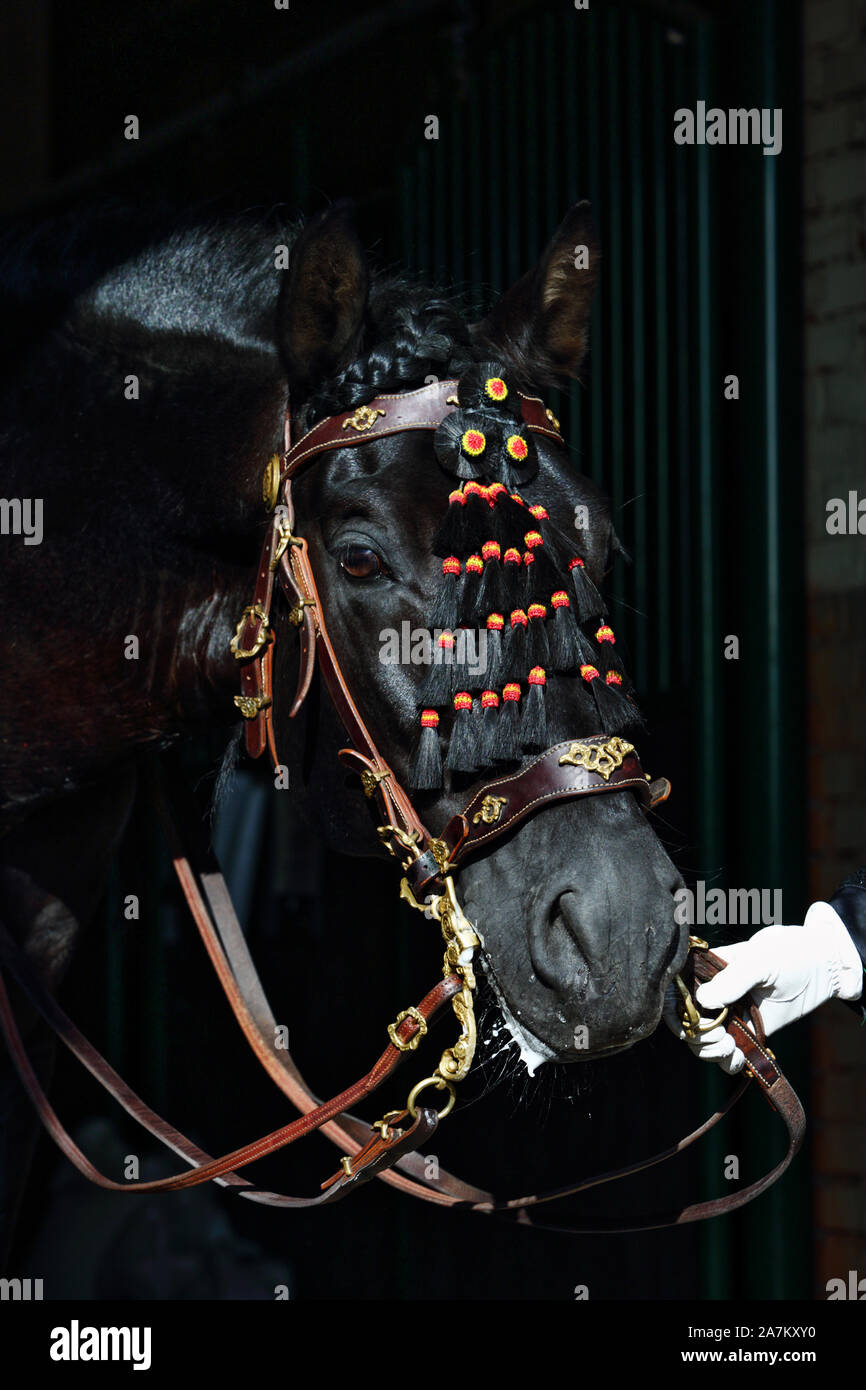 Bay andalusian saddle horse portrait against dark stable barn Stock ...