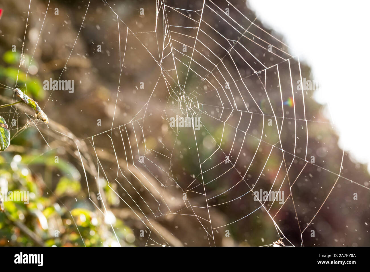 Spider web glistening in ocean spray at the beach Stock Photo - Alamy