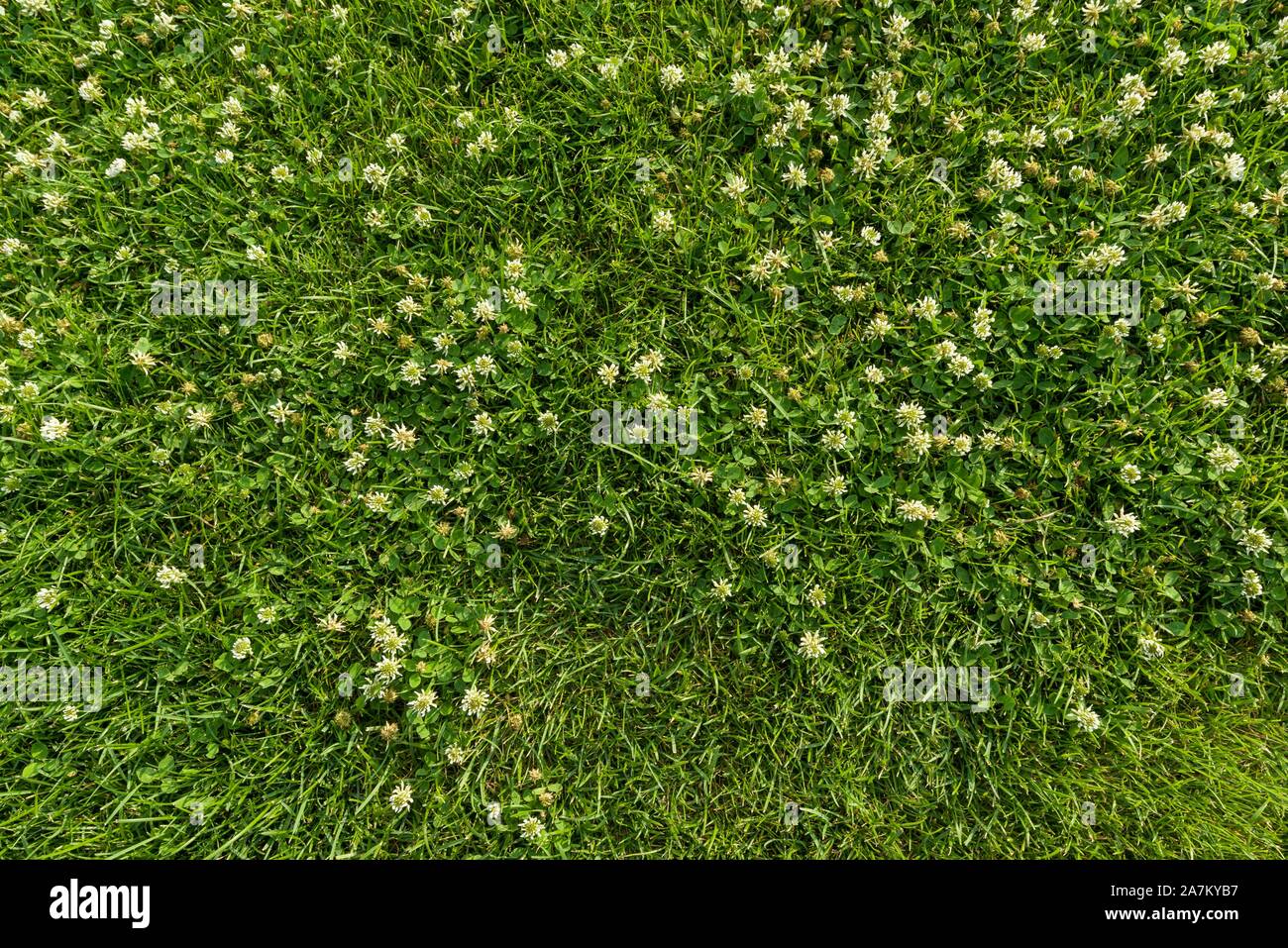 Abstract texture background, natural bright green grass Stock Photo - Alamy