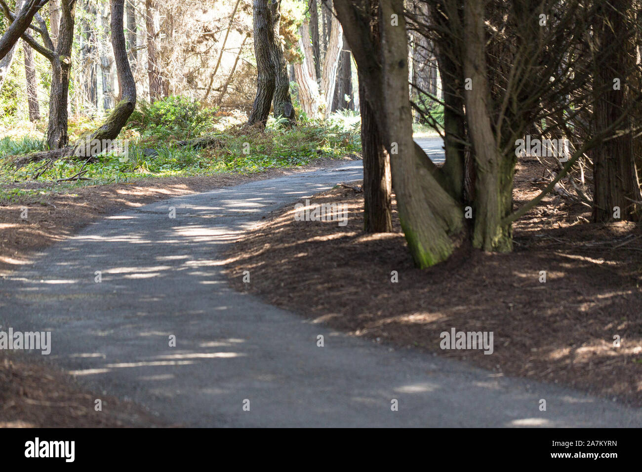 Gravel path leading through trees to the beach Stock Photo - Alamy