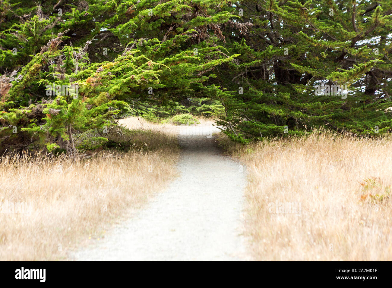 Gravel path leading through trees to the beach Stock Photo - Alamy