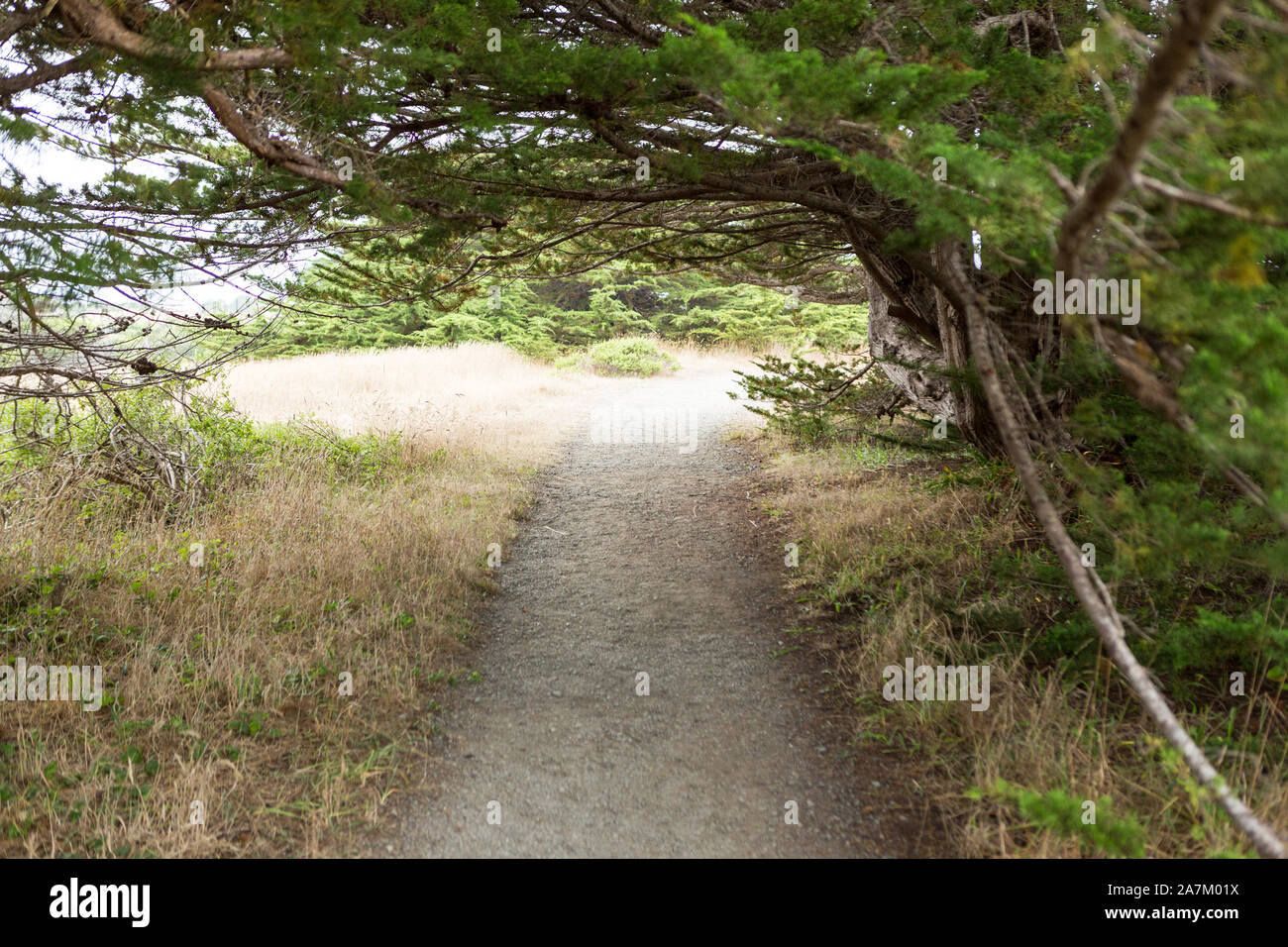 Gravel path leading through trees to the beach Stock Photo - Alamy