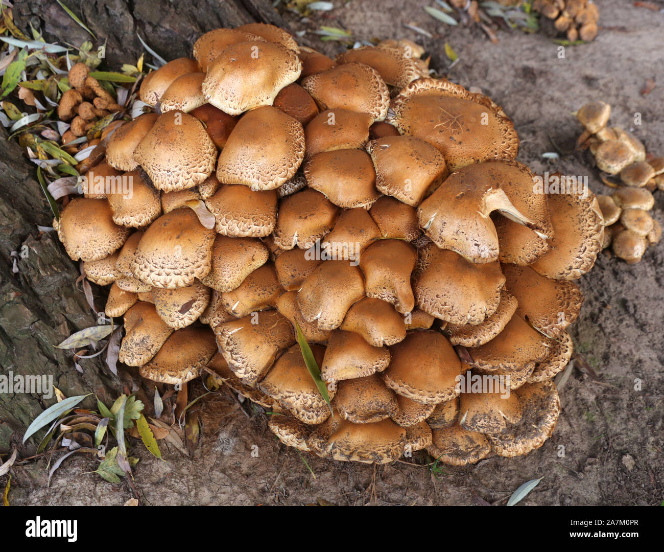 Cracow. Krakow. Poland. The colony of honey fungus (Armillaria mellea ...