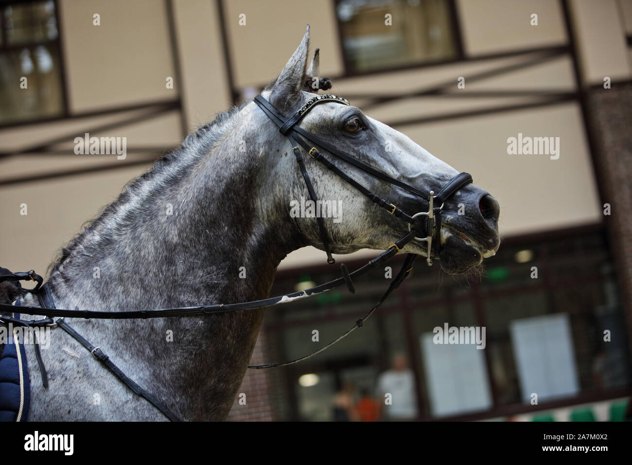 Pure Spanish Horse or PRE,dapple gray mare portrait against stable ...