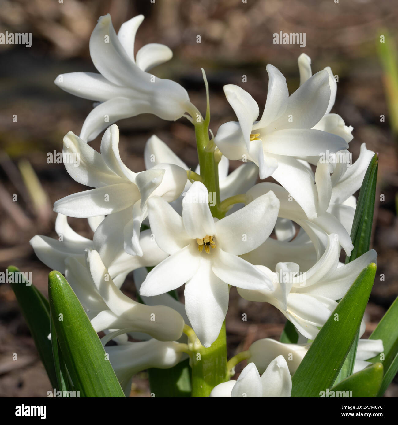 Common Hyacinth (Hyacinthus orientalis), flowers of springtime Stock ...