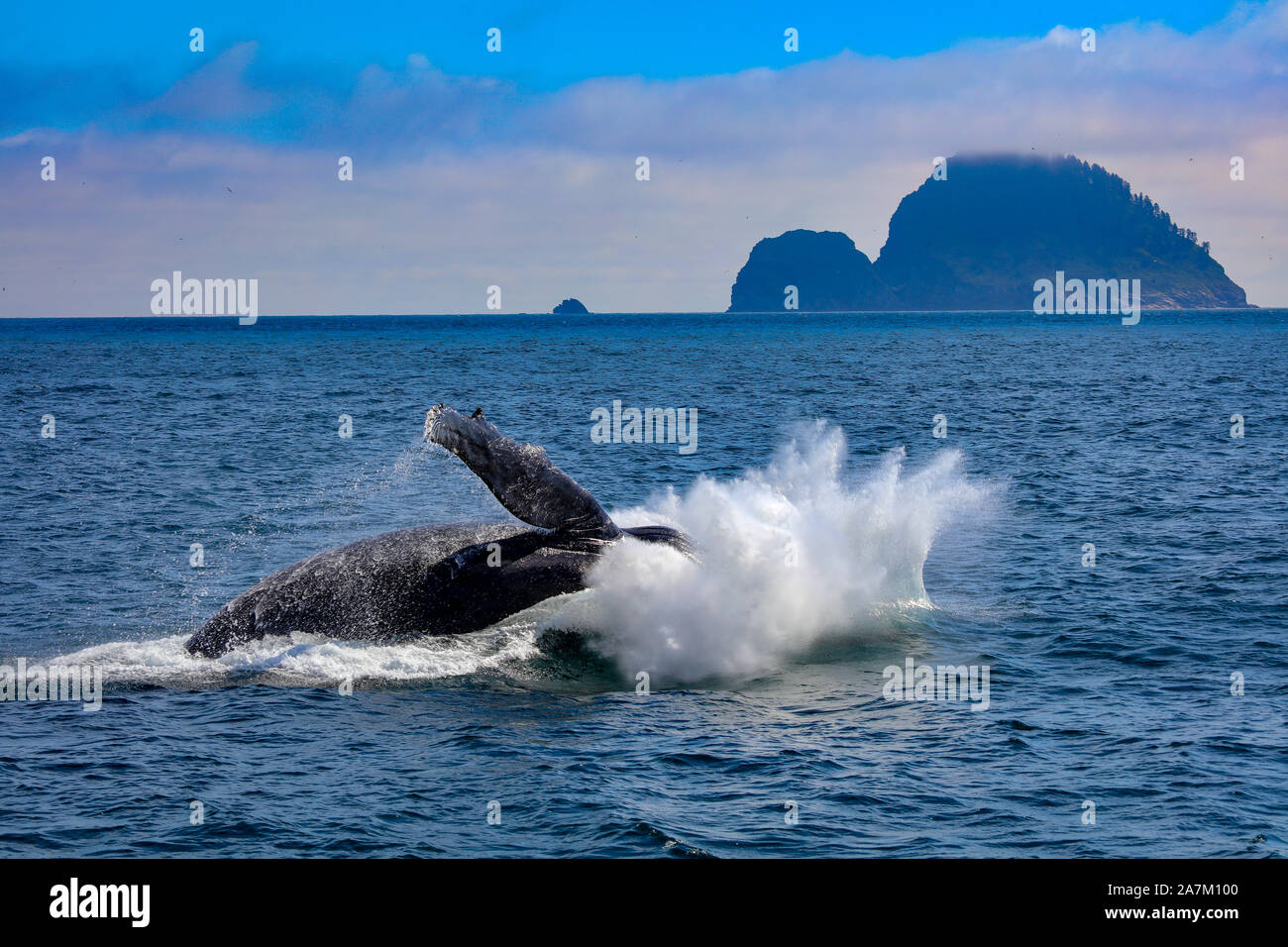 Humpback whale making a big splash after breaching in Kenai Fjords ...