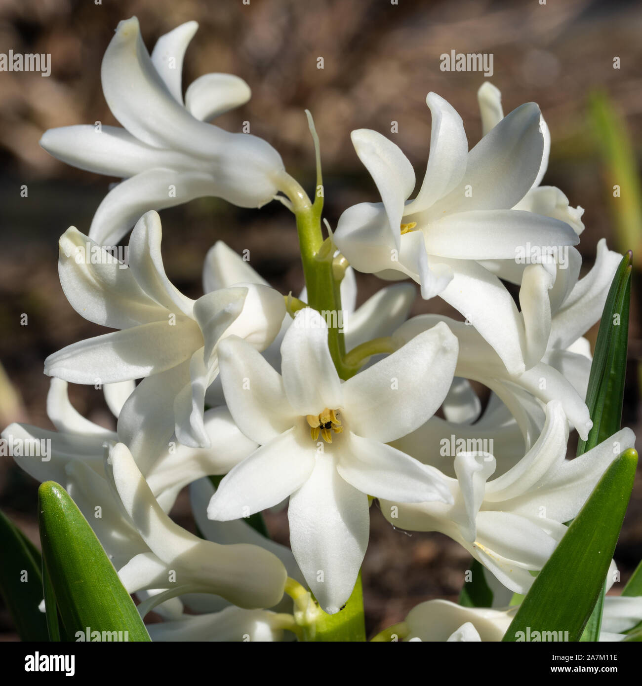 Common Hyacinth (Hyacinthus orientalis), flowers of springtime Stock Photo - Alamy