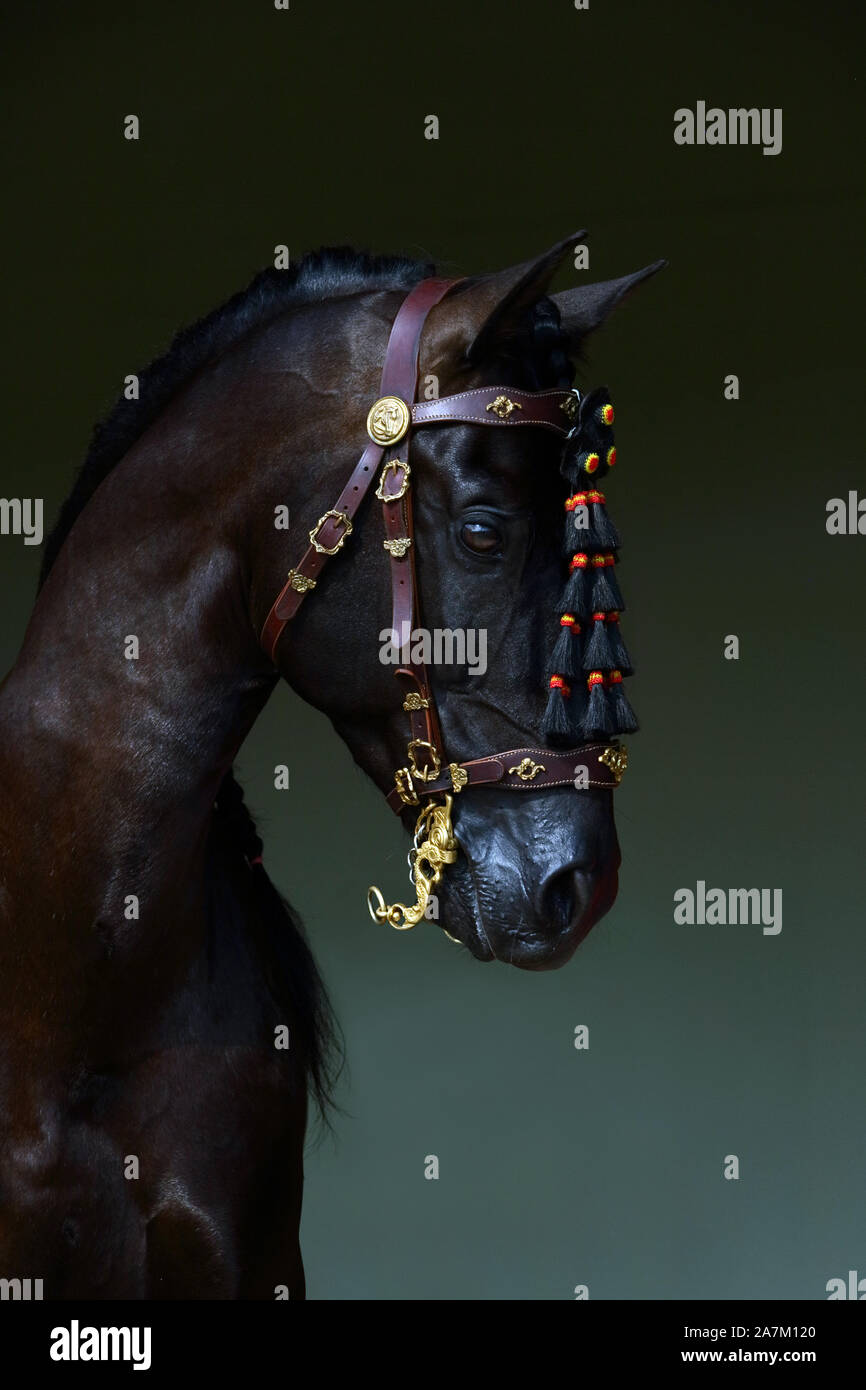 Bay andalusian saddle horse portrait against dark stable barn Stock ...