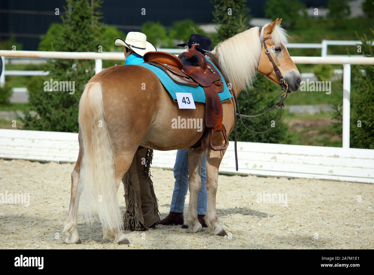 Painted cowboy horse portrait, stallion with western saddle and bridle ...