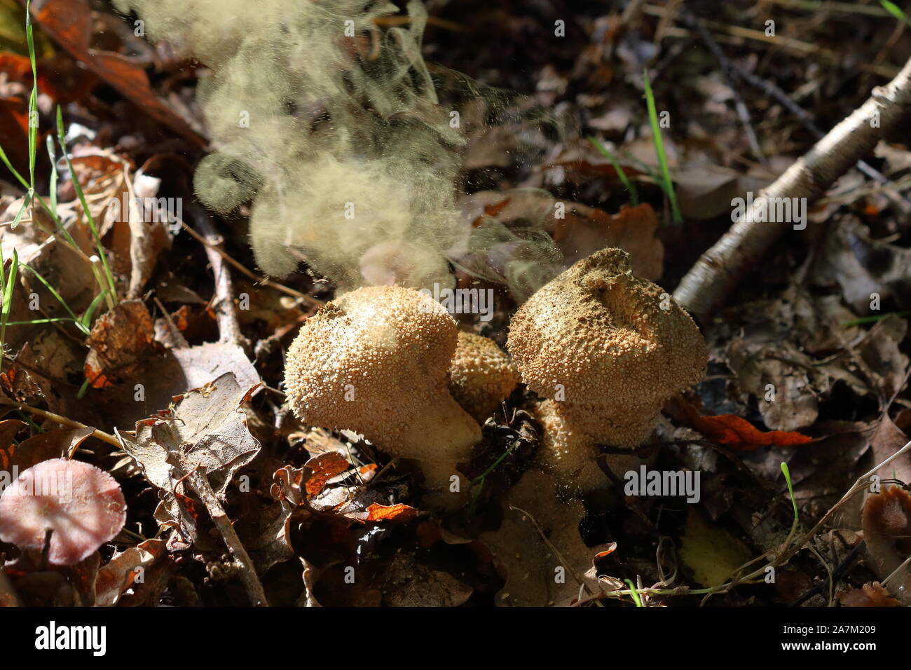 Puff Ball Fungi High Resolution Stock Photography and Images - Alamy