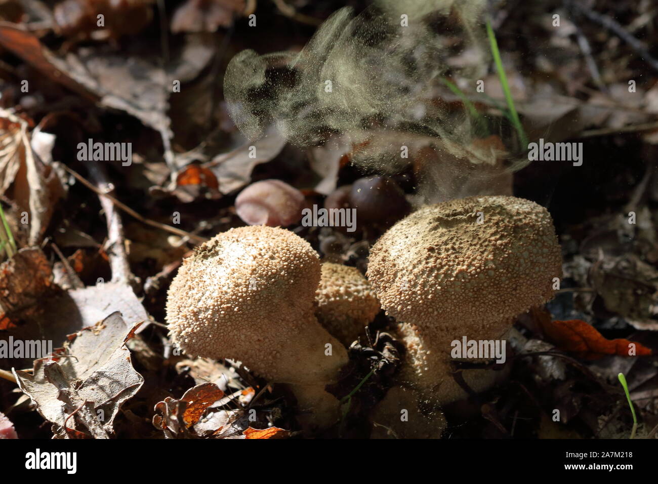 Puffball releasing spores hi-res stock photography and images - Alamy