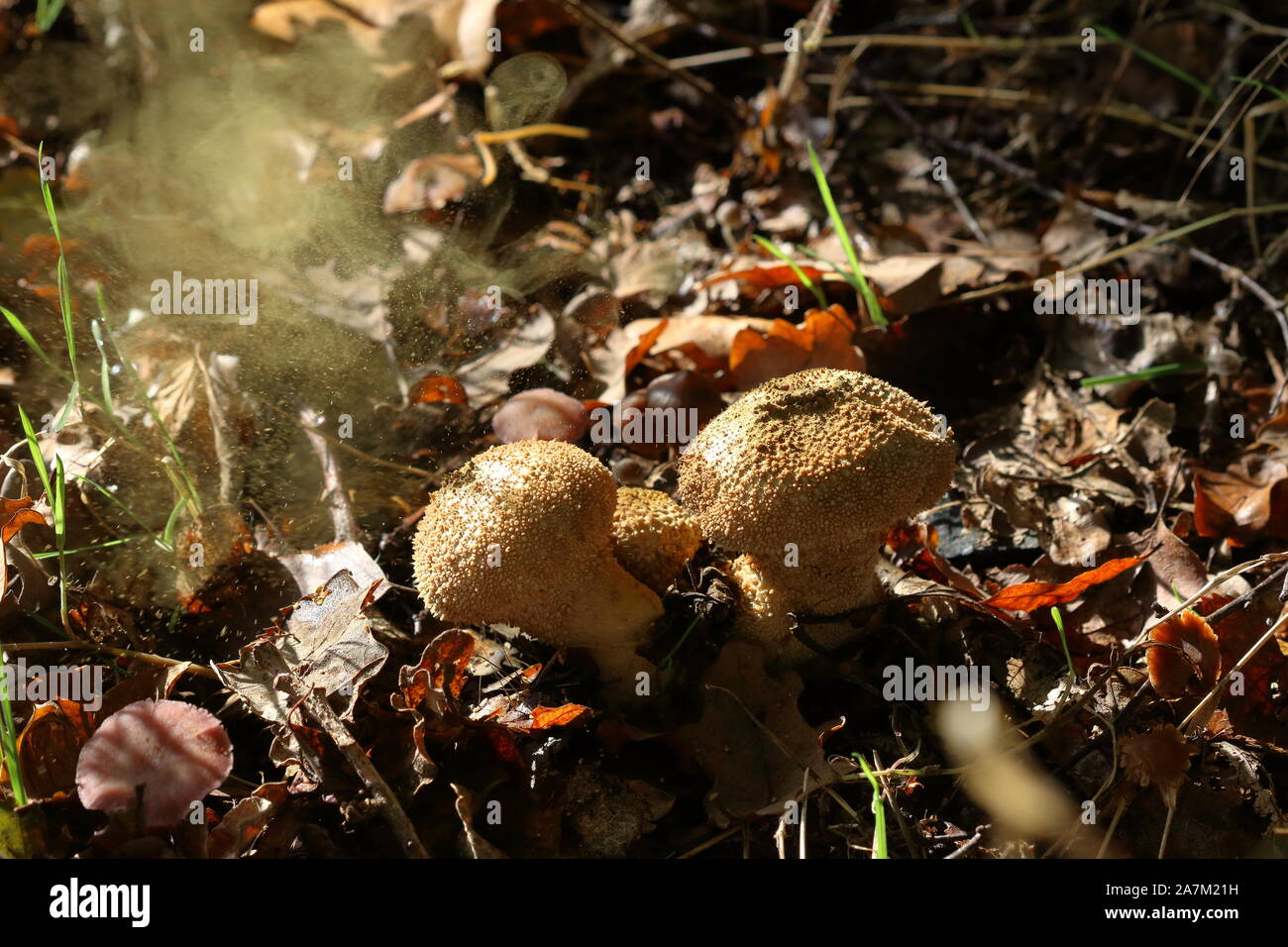 A cloud of spores being ejected from a mature common puff-ball ...