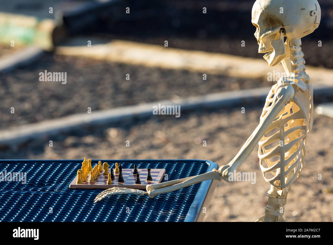 Skull on bench hi-res stock photography and images - Alamy