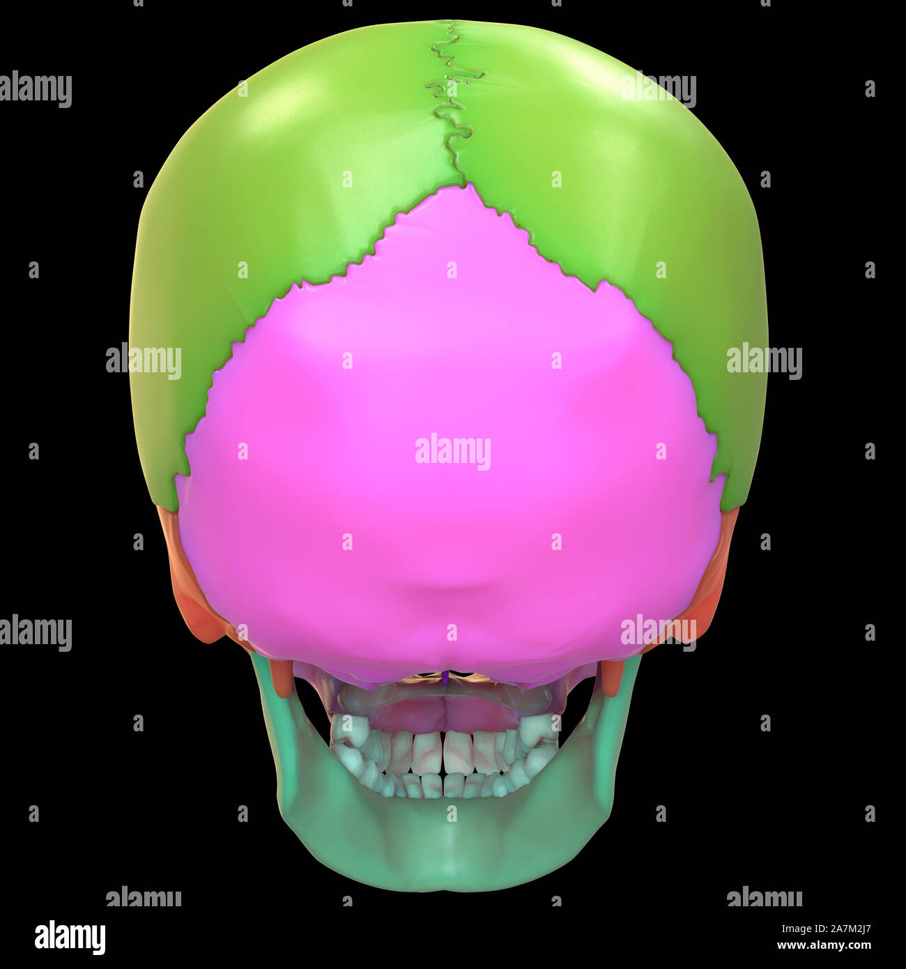 Human Skeleton System Skull Bone Joints Anatomy Stock Photo - Alamy