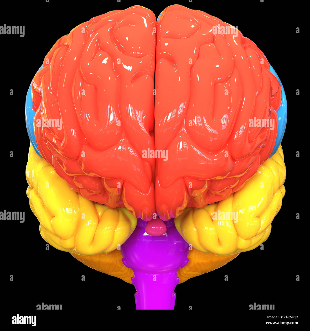 Central Nervous System Brain Diagram