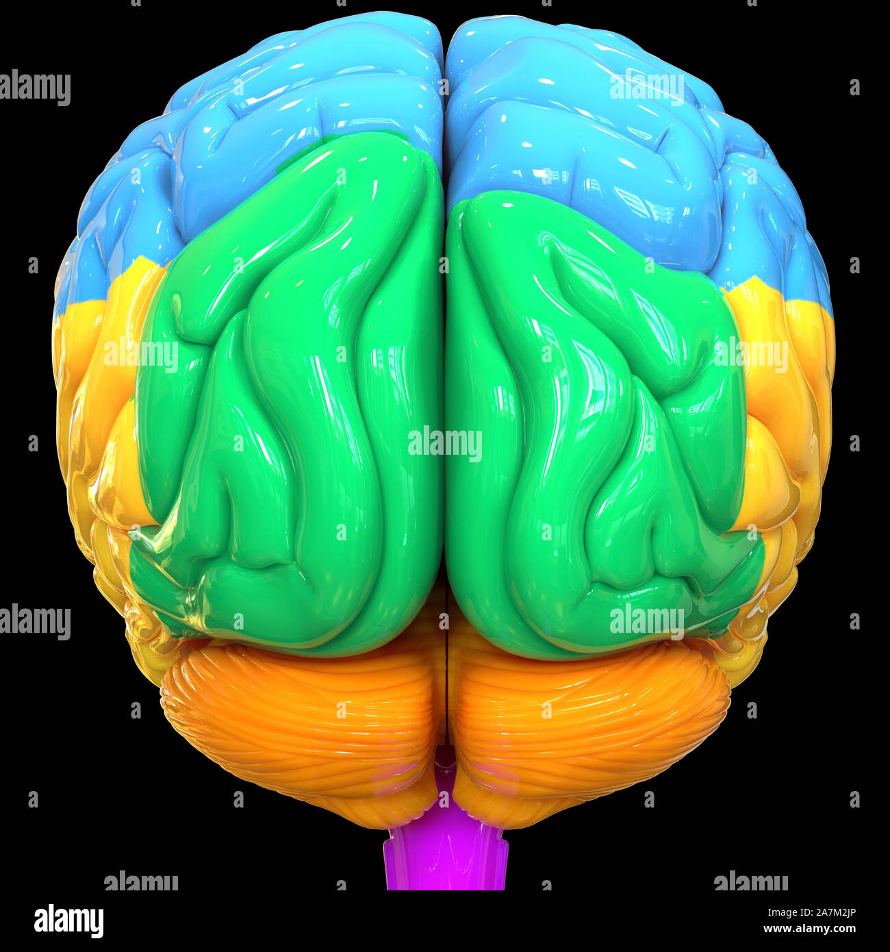 Central Organ of Human Nervous System Brain Anatomy Stock Photo - Alamy