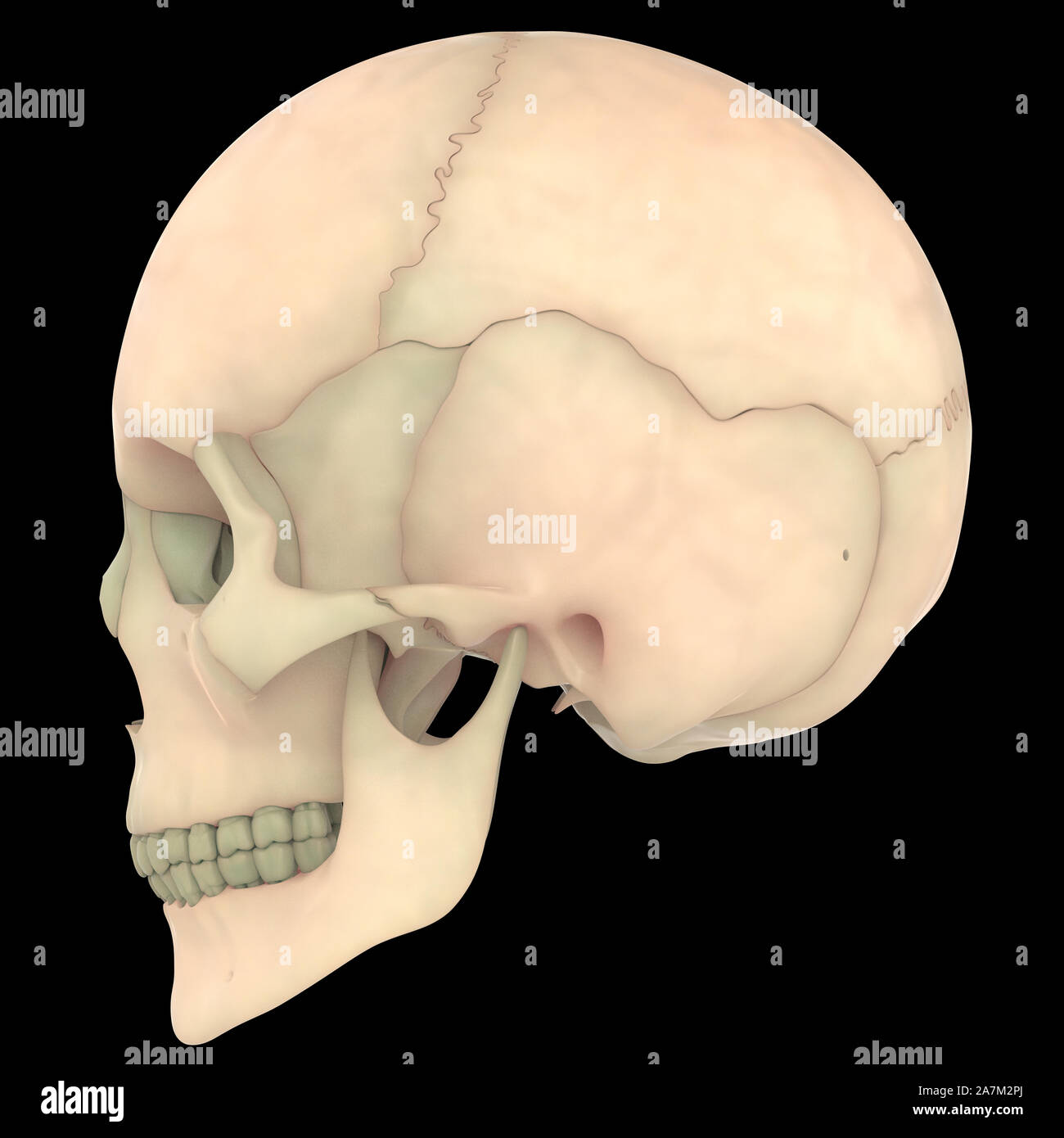 Human Skeleton System Skull Bone Joints Anatomy Stock Photo - Alamy