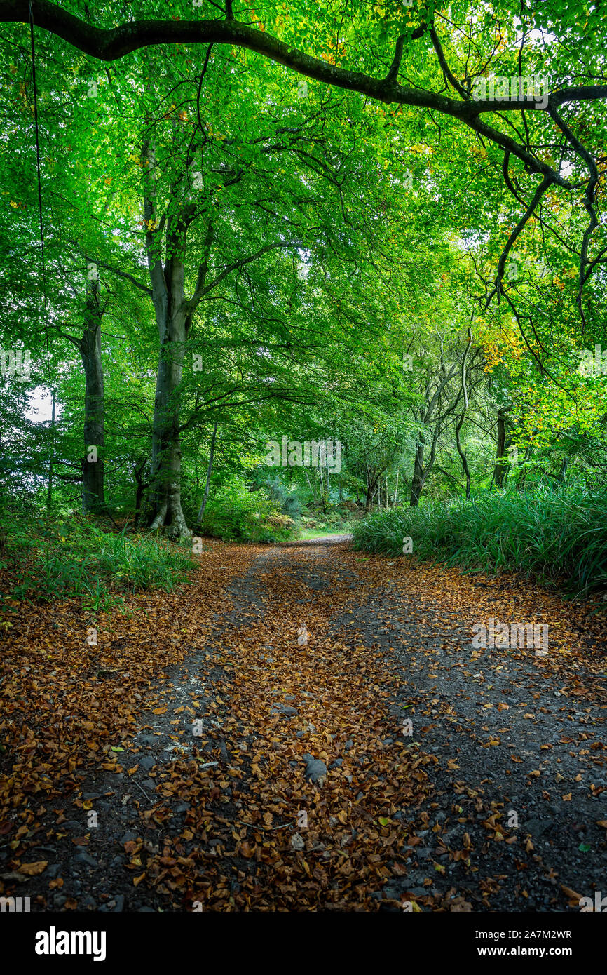 Colourful autumnal forest glade with path winding through Stock Photo ...
