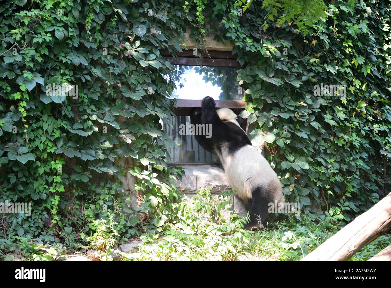A hungry panda tries to break the windows during meal time at the ...