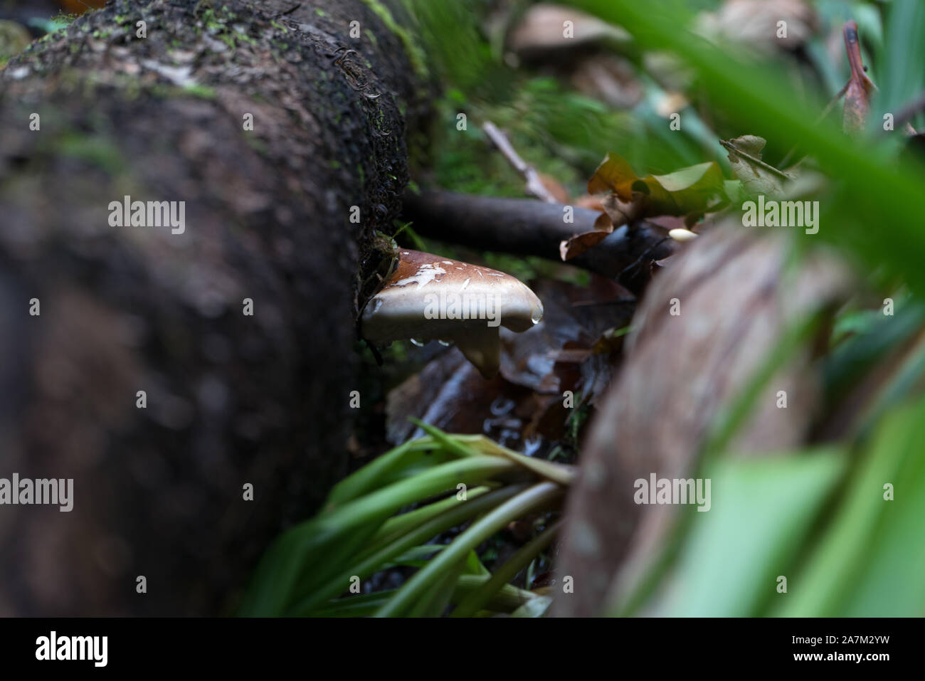 a mushroom growing from a fallen tree Stock Photo - Alamy