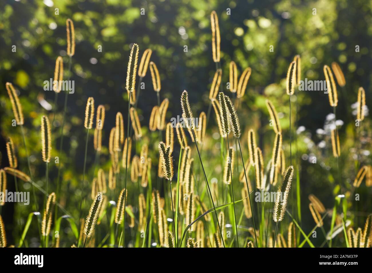 Meadow with backlit green plants Stock Photo - Alamy