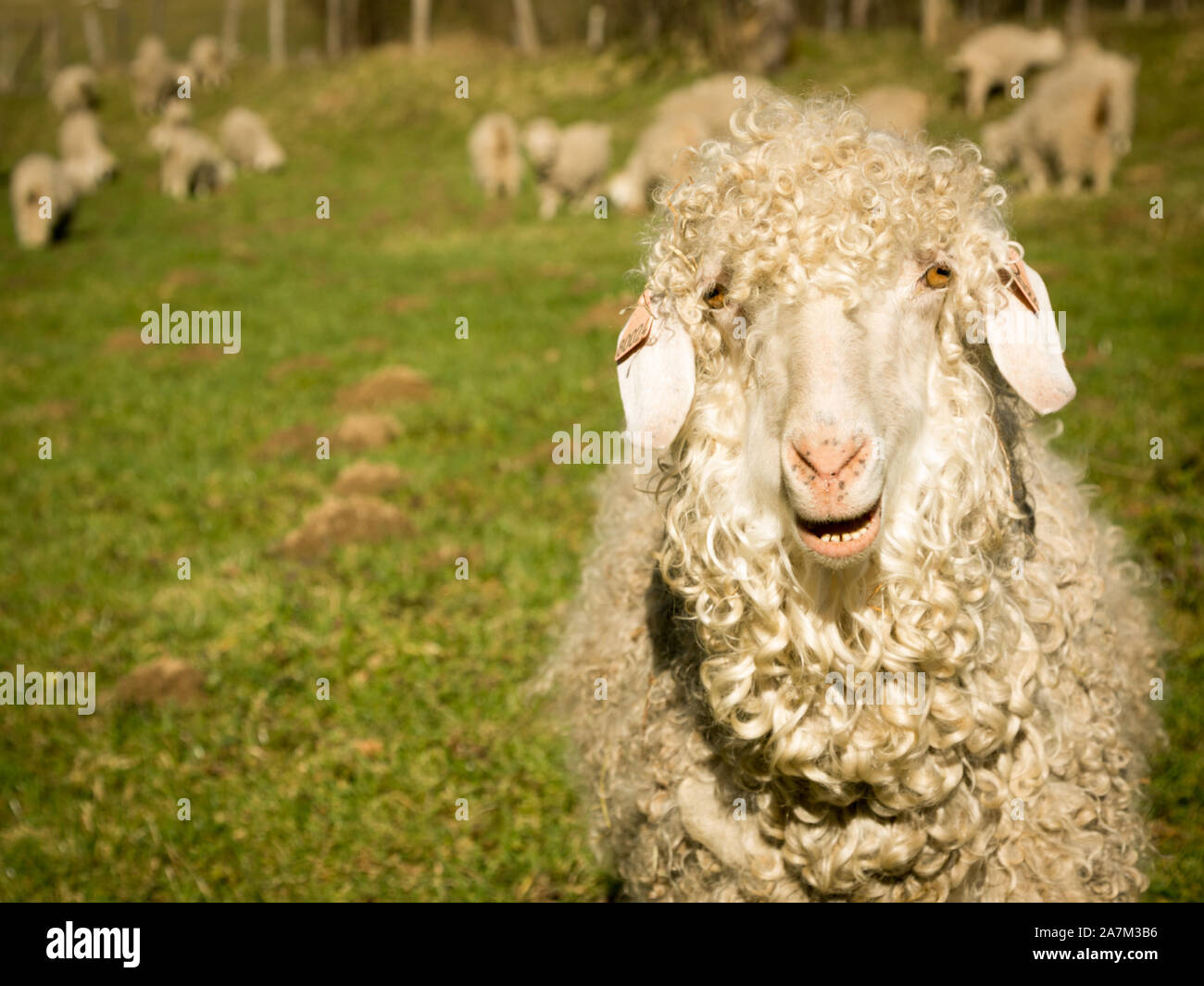 An Angora goat on a farm near Fougax et Barrineuf, in the Ariège ...