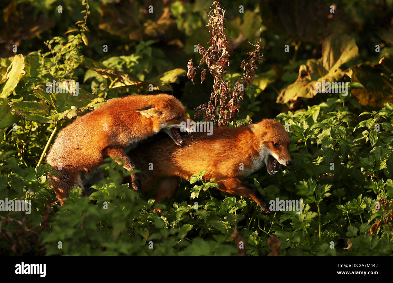 Two foxes cross paths on the banks of the Dodder river in Dublin Stock ...