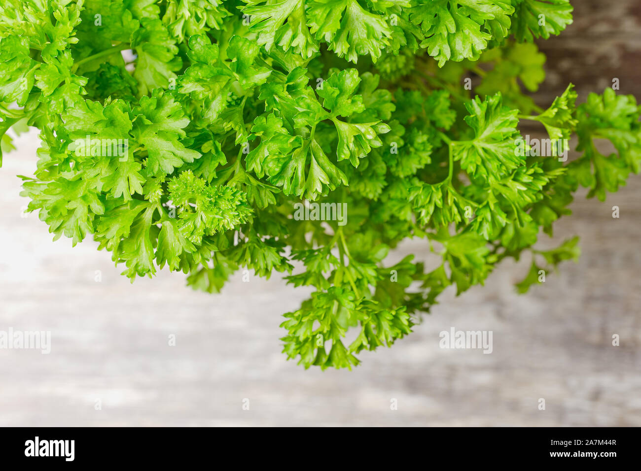 Harvesting parsley hi-res stock photography and images - Alamy