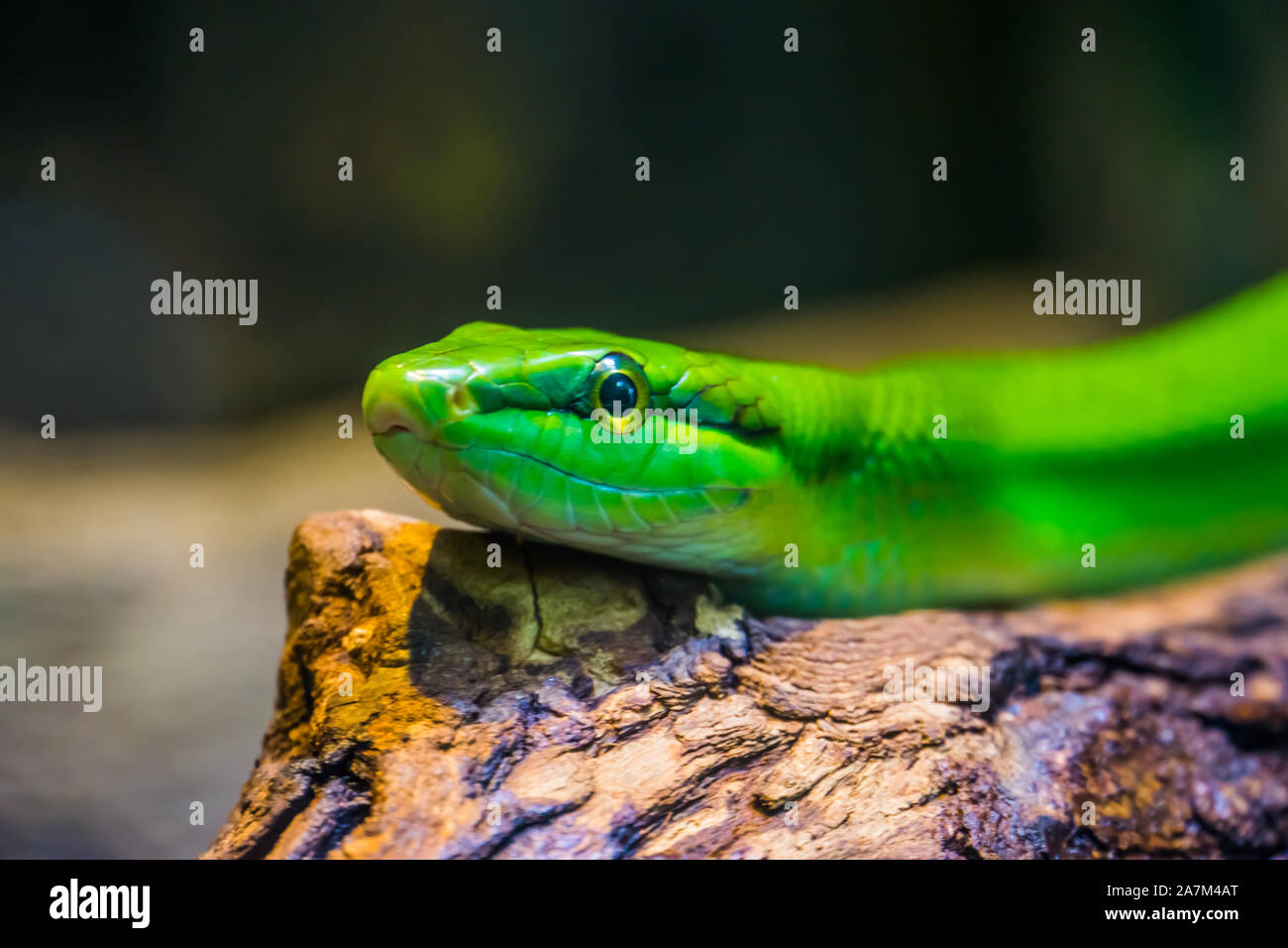 Racer Snake High Resolution Stock Photography and Images - Alamy