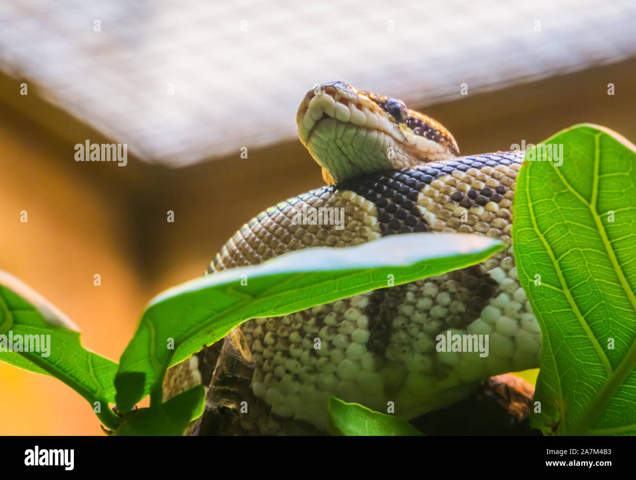 Snakes of the sahara hi-res stock photography and images - Alamy