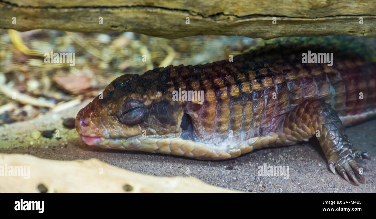 Brumating hi-res stock photography and images - Alamy