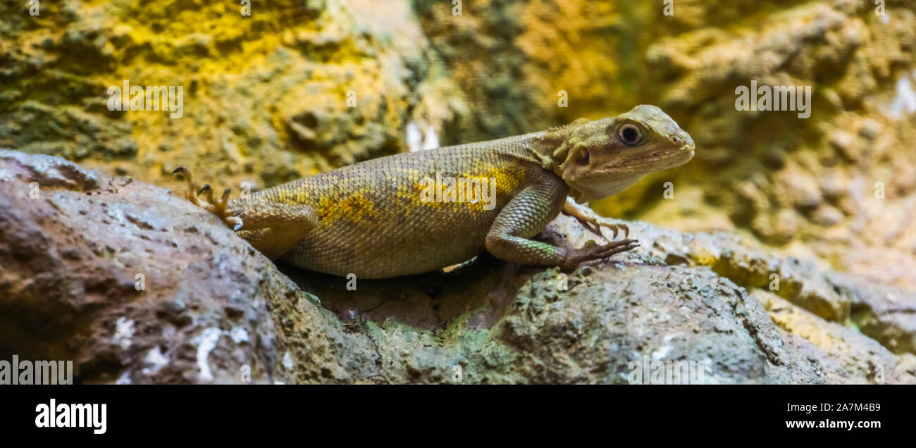 closeup of a common rock agama, tropical lizard from the desert of ...
